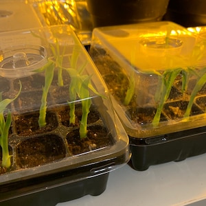 10 DRAGON TREE Dracaena Draco Canary Island Drago Blood Asparagus Yucca ...