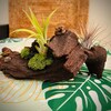 CHEAP Random BOGWOOD (20-30cm) - Fish Tank Root - for Java Fern Moss ...