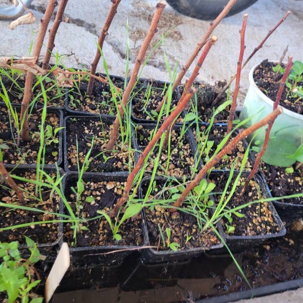 10 MARS GRAPE Cutting / Fruit Tree Scion / Scionwood / Wood / Rooting ...