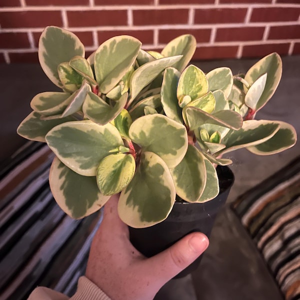 Elliot Planter Speckled Ombré Ceramic Pot in Multiple Sizes - Etsy