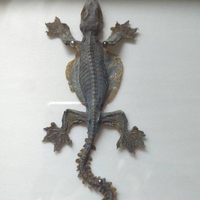 Skull Face Shield Beetle SPREAD Mask Real Insect Bug Taxidermy Craft ...