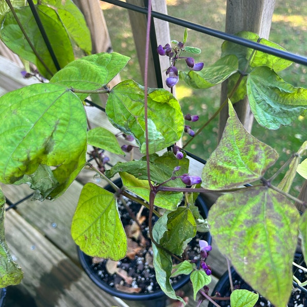 25 Organic Royalty Purple Bush Bean Vegetable Seeds - Etsy