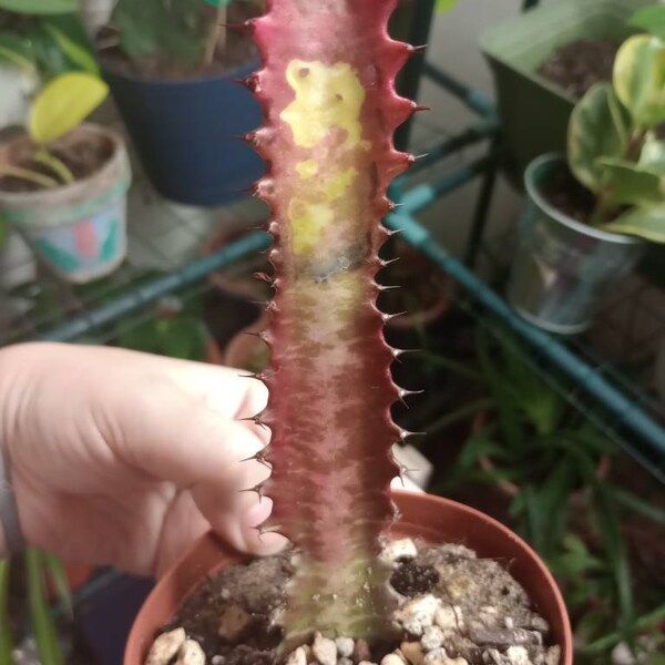 Aeonium Garnet 4, Live Succulent - Etsy