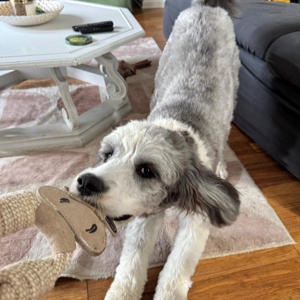 All-natural Water Buffalo Cheek Rolls for Dogs – Long Lasting Rawhide ...