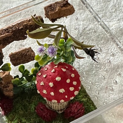 Made-to-order Wizard's Study Jumping Spider Enclosure,jumping Spider ...