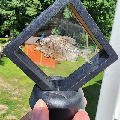 Oddities & Curiosities Mystery Box 4 Lot Haunted Paranormal Creepy Wet ...