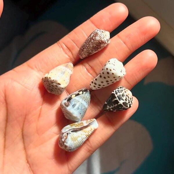 Hawaiian Surf-tumbled Hebrew Cone Shell | Unusual Pattern - Etsy