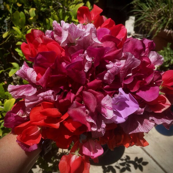 Blue Ripple Sweet Peas, Blue and White Streaked Spencer Series, Annual ...