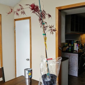 Red Dragon Weeping Japanese Maple Live Plant Trade Gallon - Etsy