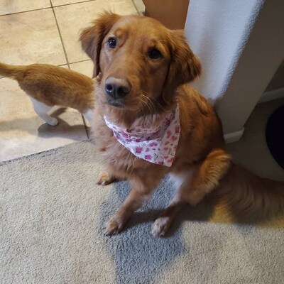 Money, Dollar Sign, Cash, Dollar Bill Dog Bandana, Handmade, Slide On ...