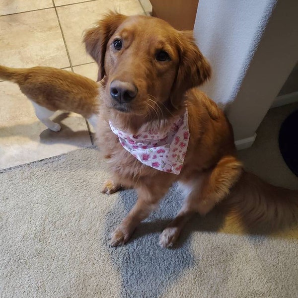 Money, Dollar Sign, Cash, Dollar Bill Dog Bandana, Handmade, Slide On ...