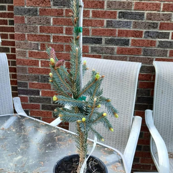 Picea Engelmannii 'blue Magoo' - Engelmann Spruce - 18" Tall - 1 Gallon ...