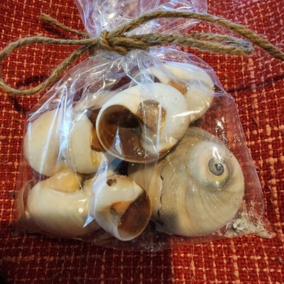 Spiny Jewel Box Sea Shells, Jewel Box Shells, Sanibel Sea Shells ...