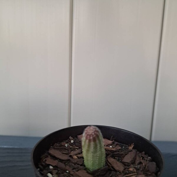 Hildewintera Colademononis Monkey Tail Cactus Seeds Super Furry Hybrid ...