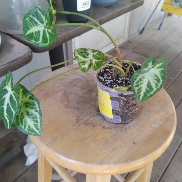 Chester Fern Starter Plant (ALL STARTER PLANTS Require You to Purchase ...