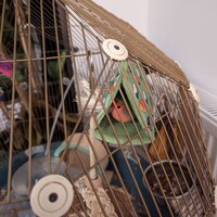 Cockatiel Bird Snuggle Hut, Sleepy Hut, Bird Tent, Bird Bedding, Plush ...