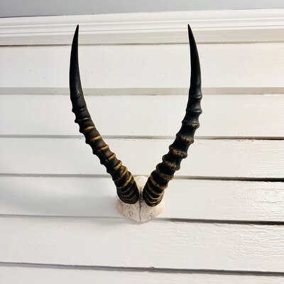 Real Springbok Skull on Acrylic Stand African Antelope Horns ...