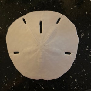 Brown Turkey Wing Seashells Ark Shells Arca Zebra Coastal | Etsy