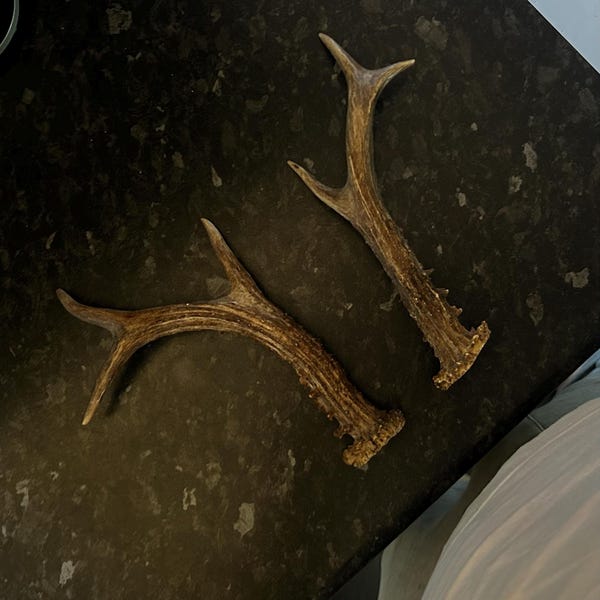 Huge Set 14 Point Imperial Deer Antlers - Etsy