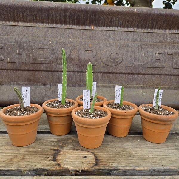 Cephalocleistocactus Ritteri Cactus Seeds - Etsy