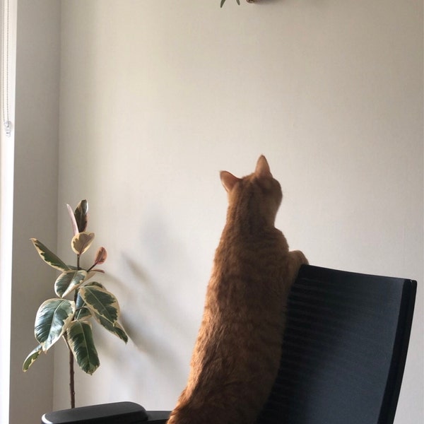 Mini Moss Wall Art in Miniature Embroidery Hoop Long Lasting Eco Gift ...