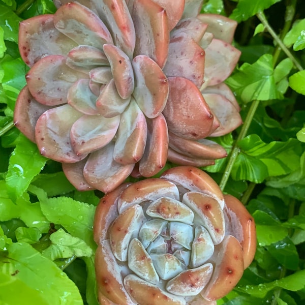 Echeveria Ariel Rare Succulent Plants Live, 2 Heads 3-3.5” Red, Bare ...