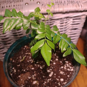 Bel Patta / Bael Patra / Bilva Bel Leaf Aegle Marmelos Plants - Etsy UK