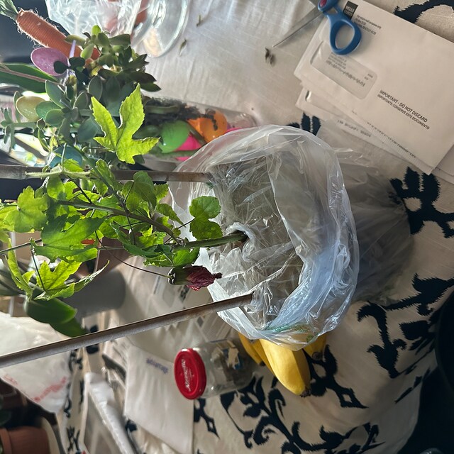 Ricardosnurserytrees - Etsy