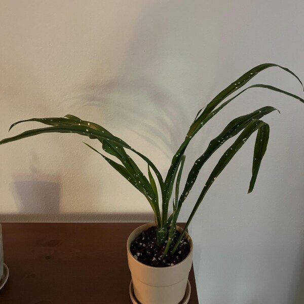 Schlumbergera / Variegated Christmas Cactus 'madame Butterfly' Plant - Etsy