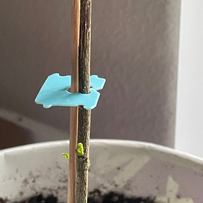 Curry Leaf Live Plantmurraya Koenigii, Karivepallai, Karivembu ...