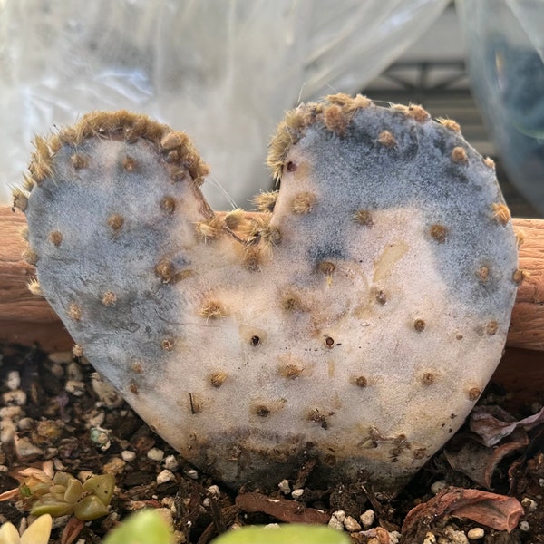 Native American Pima Akimel O'odham Maricopa Pottery Jar by Jaylee ...