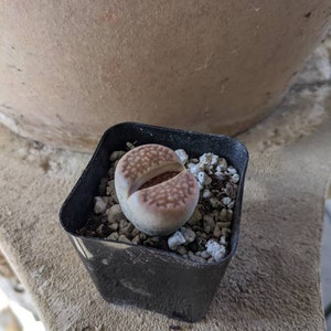 Lithops Rock Succulent Plant One Potted Plant - Etsy