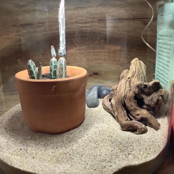 Mini Palm Trees: Tropical Terrarium & Fairy Garden Decor (3 Piece Set ...