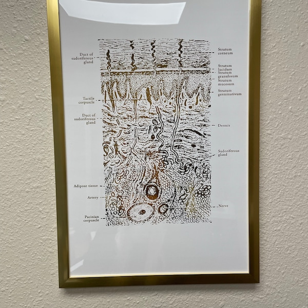 Esthetician Skin Anatomy Art Foil Print Set of 3 - Dermatologist Gift ...