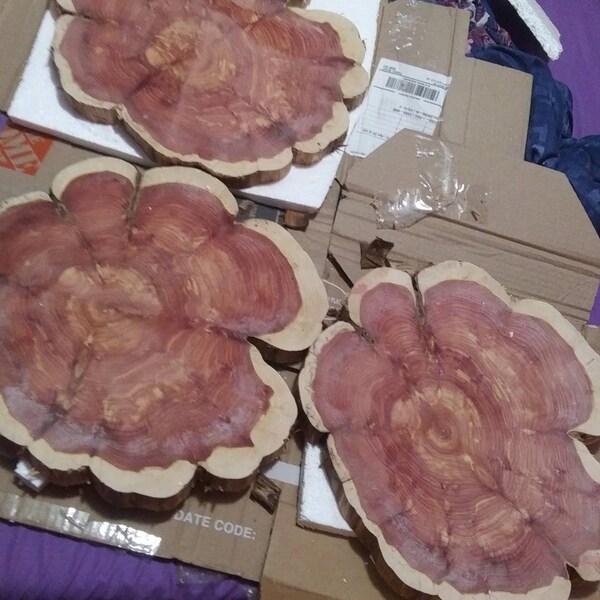 12.75 Set of 4 Spalted White Pine Tree Slice Wood Cookies Rounds End ...