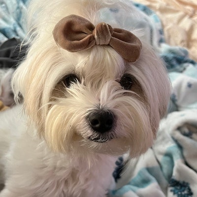 Tuxedo Dog Bandana Seersucker Pink and Blue Dog Bandana With - Etsy