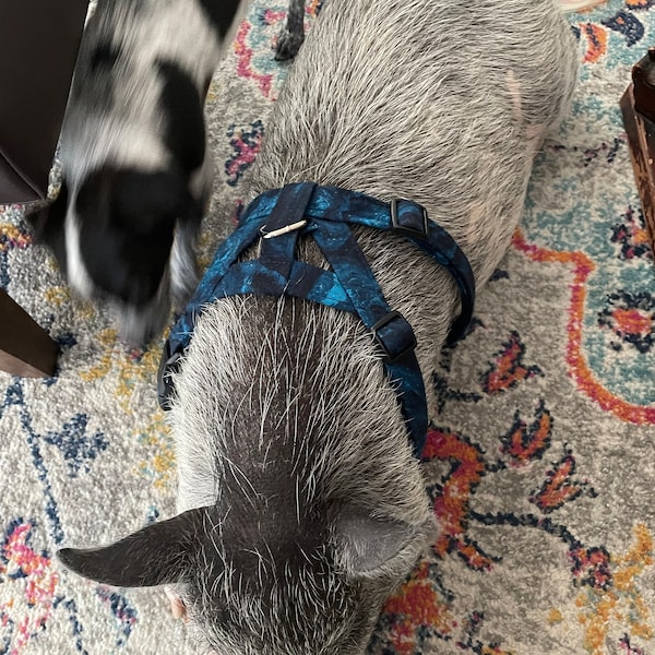 Cotton Mini Pig Harness - You Choose Fabric - Etsy