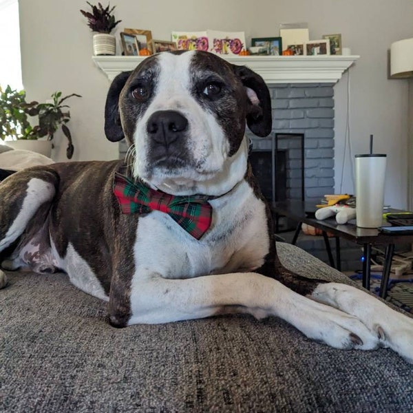 Christmas Plaid Dog Bow Tie / Dog Bow / Holiday Bow / Girl Dog / Boy ...