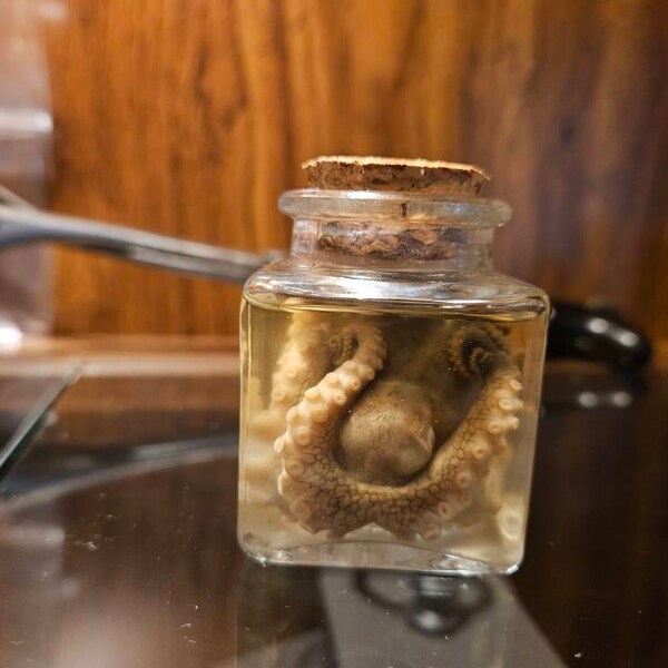 Cute Red Baby Octopus in a Jar Wet Specimen Ethically Sourced Steampunk ...