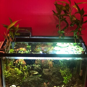 Ludwigia Repens, Live Aquarium/aquatic/background/red/stem Plant ...