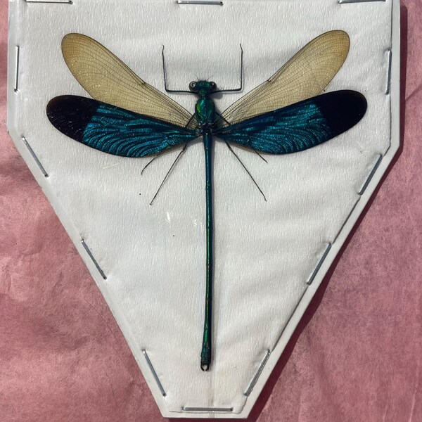 Real Green Metalwing Damselfly, Real Dragonfly, Neurobasis Chinensis - Etsy