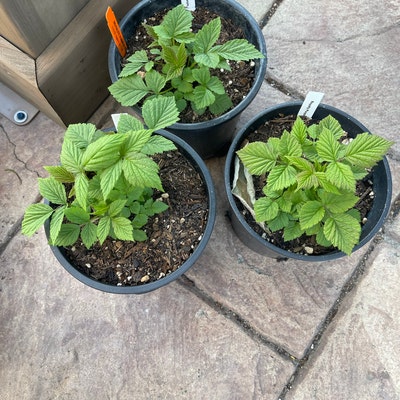 3 Raspberry Plants royalty Purplelarge, High-quality Fruit 3 Large 1 ...