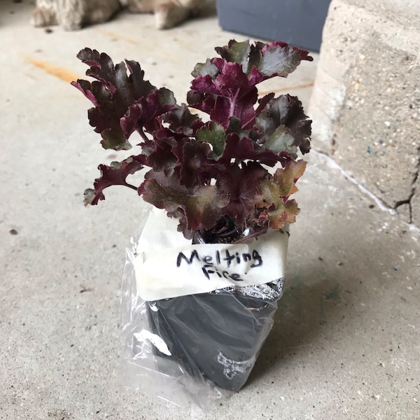 Melting Fire Coral Bells Heuchera With Flowers Perennial Live Plant ...