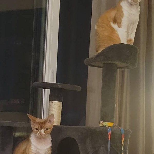 Catcorn, Pom Pom Cat Toy Popcorn (10 Toy Set) - Etsy