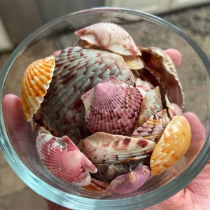 Spiny Jewel Box Sea Shells, Jewel Box Shells, Sanibel Sea Shells ...