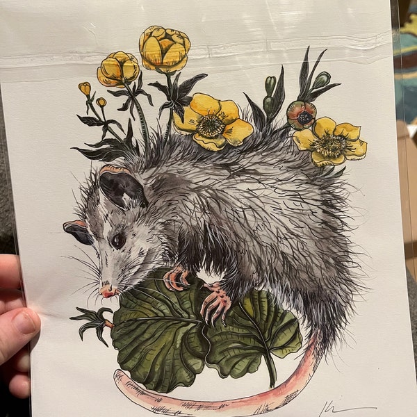 Swamp Yellow Marigold Flowers and Opossum or Possum Habitat Series - Etsy