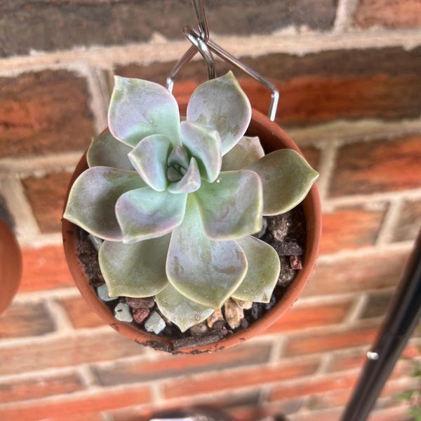 Jester | 2.5 Inch | Graptopetalum Paraguayense | Live Succulent Plant ...