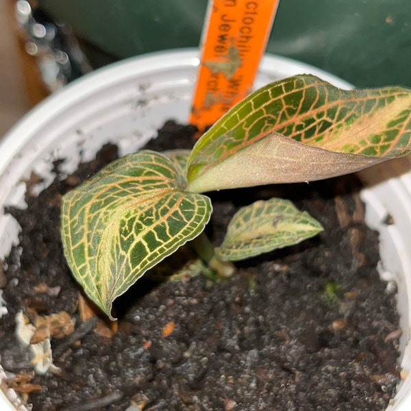 Large Size Jewel Orchid, Ludochilus 'sea Turtle', Live House Plant ...