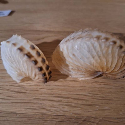 Nautilus Shell Rare Deep Sea Shell Specimen - Etsy