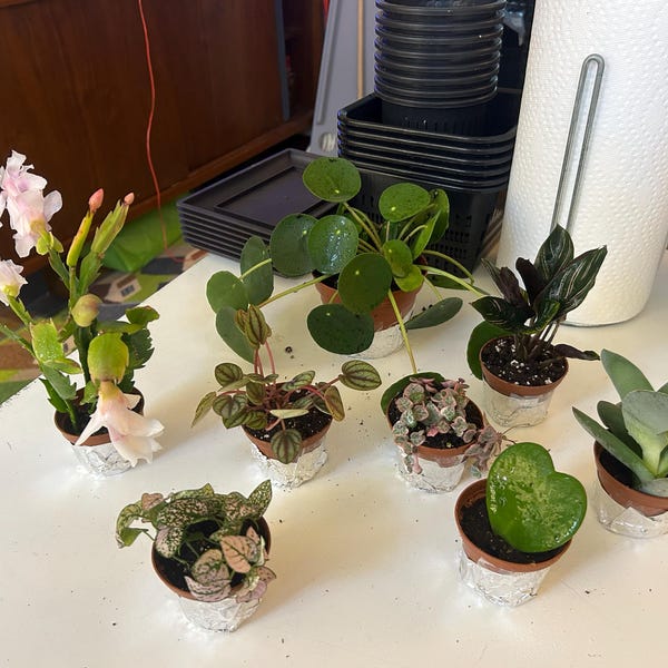 String of Turtles, 4 Inch Hanging Basket, Peperomia Prostrata, Turtle ...